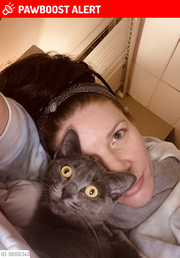 Howell, MI Lost Female Cat, Skeat Is Missing | PawBoost