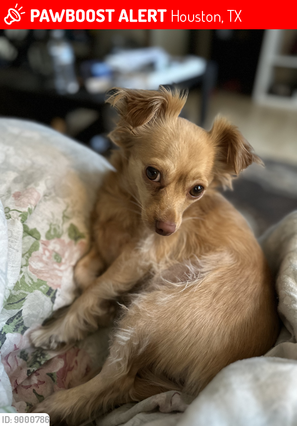 Houston, TX Lost Female Dog, Bella Is Missing | PawBoost