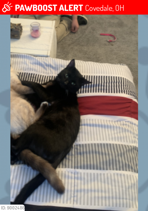 Covedale, OH Lost Male Cat, Bella Is Missing | PawBoost