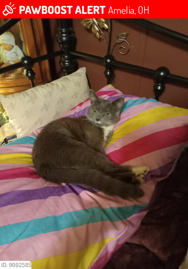 Amelia, OH Lost Female Cat, Freya Is Missing | PawBoost
