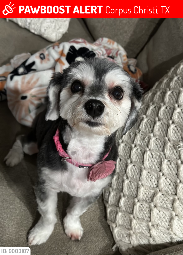 Corpus Christi, TX Lost Female Dog, Kahlessi Is Missing | PawBoost