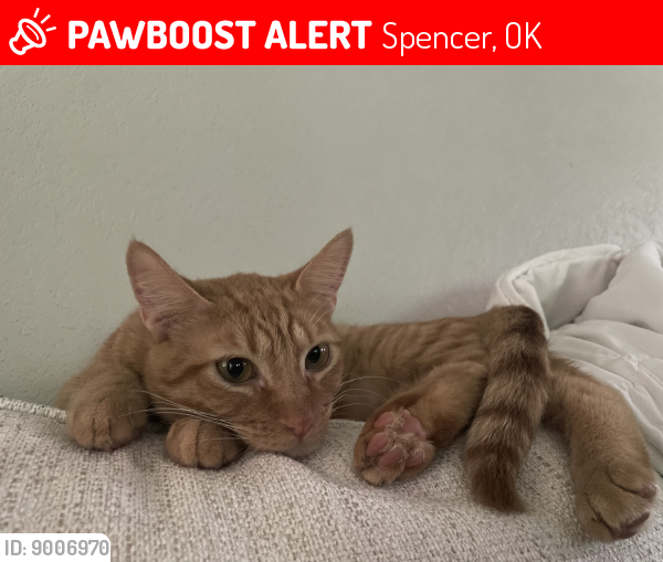 Spencer, OK Lost Male Cat, O’malley Is Missing | PawBoost