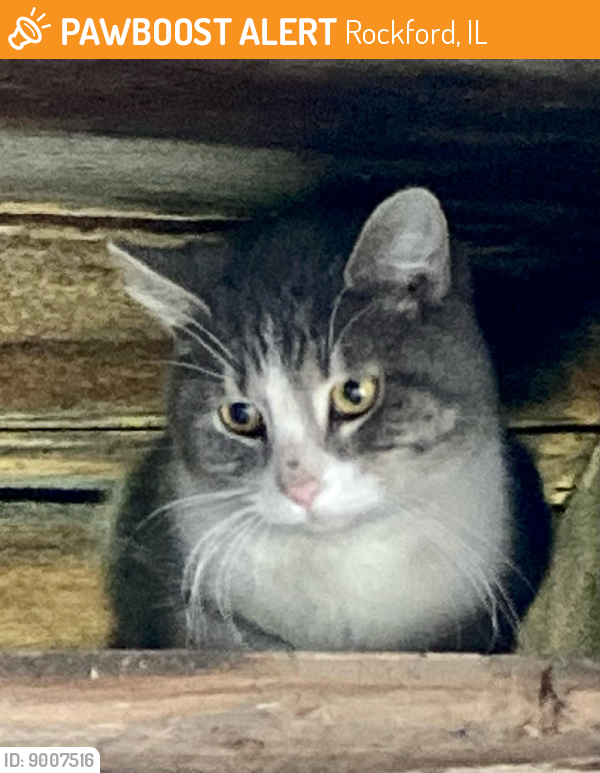 Rockford, IL Stray Cat Found Near Whitman and N. Church St. | PawBoost