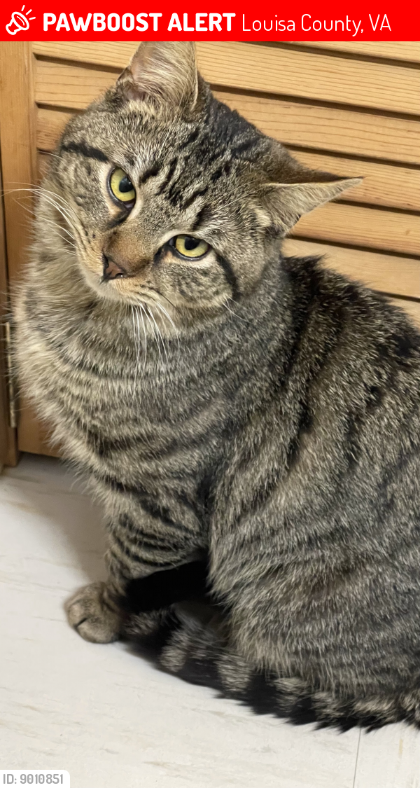 Louisa County, VA Lost Male Cat, Decker Is Missing | PawBoost