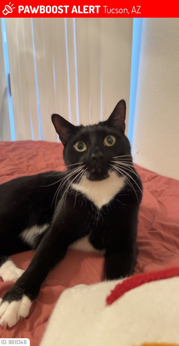 Tucson, AZ Lost Male Cat, Phil Is Missing | PawBoost