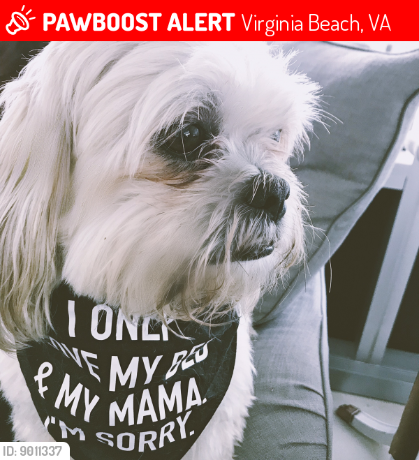 Virginia Beach, VA Lost Male Dog, Treble Is Missing | PawBoost