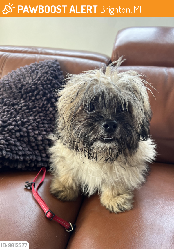 Brighton, MI Stray Male Dog Found Near Biscayne Blvd y 135 st .North ...
