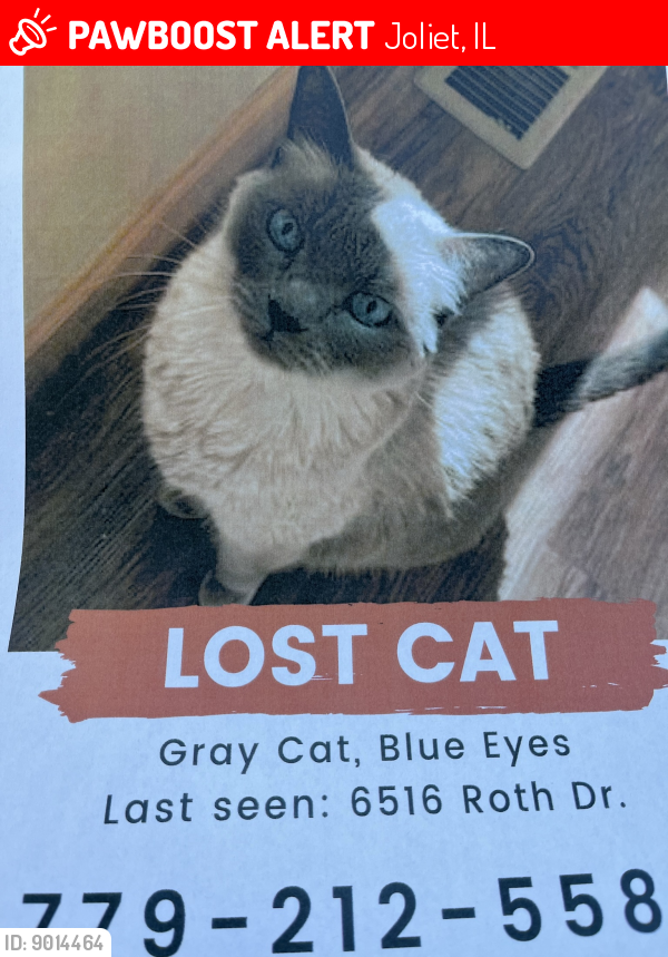 Joliet, IL Lost Female Cat, Chloe Is Missing | PawBoost