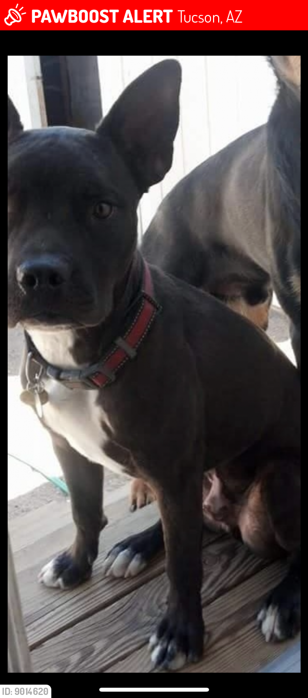 Tucson, AZ Lost Male Dog, Berkeley Is Missing | PawBoost