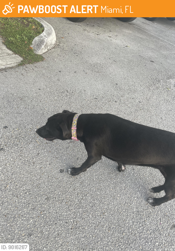 Miami, FL Stray Female Dog Found Near Miami Jackson High School ...