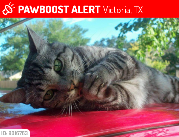Victoria, TX Lost Male Cat, Sparky Is Missing | PawBoost