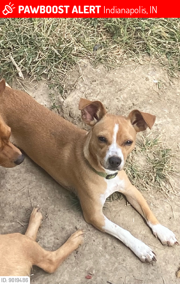 Indianapolis, IN Lost Male Dog, Hunter Is Missing | PawBoost