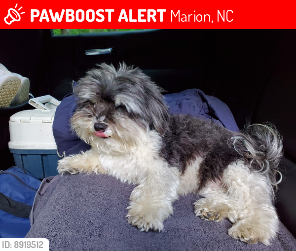 Marion, NC Lost Male Dog, Basil Is Missing | PawBoost