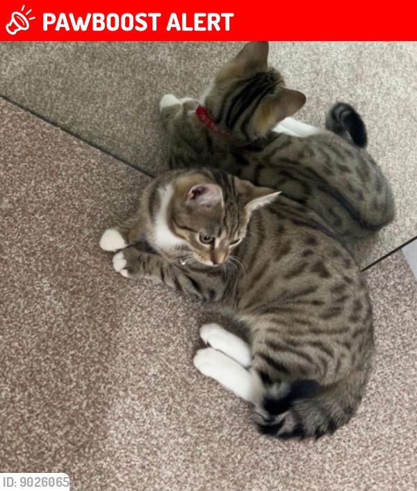 West Yorkshire, England Lost Male Cat, Max Is Missing | PawBoost