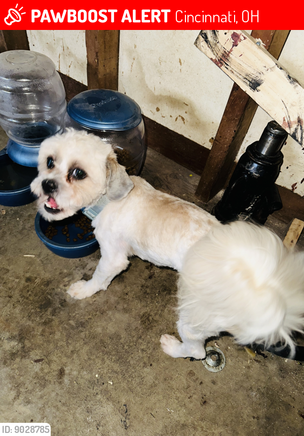 Cincinnati, OH Lost Male Dog, Fluffy Is Missing | PawBoost
