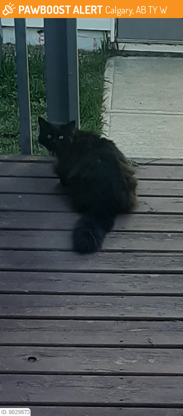 Calgary, AB Stray Cat Found Near Near catalina blvd ne | PawBoost
