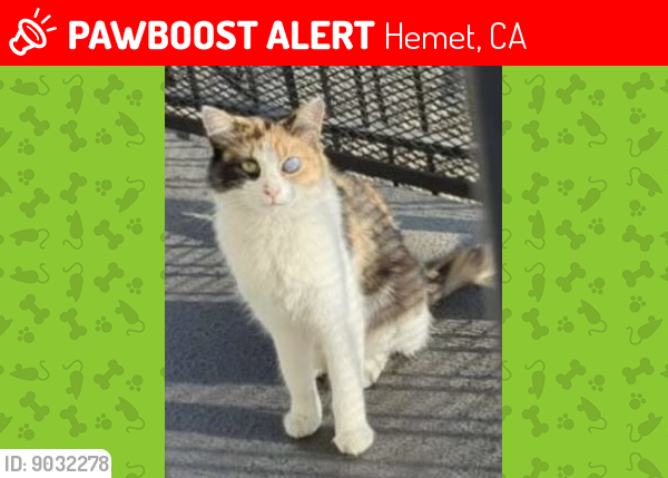 Hemet, CA Lost Female Cat, Kitty Is Missing | PawBoost