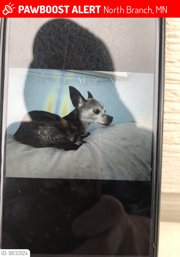 North Branch, MN Lost Female Dog, Rosie Is Missing | PawBoost
