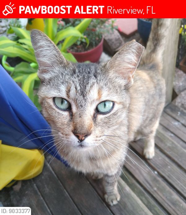 Riverview, FL Lost Female Cat, Luna Is Missing | PawBoost