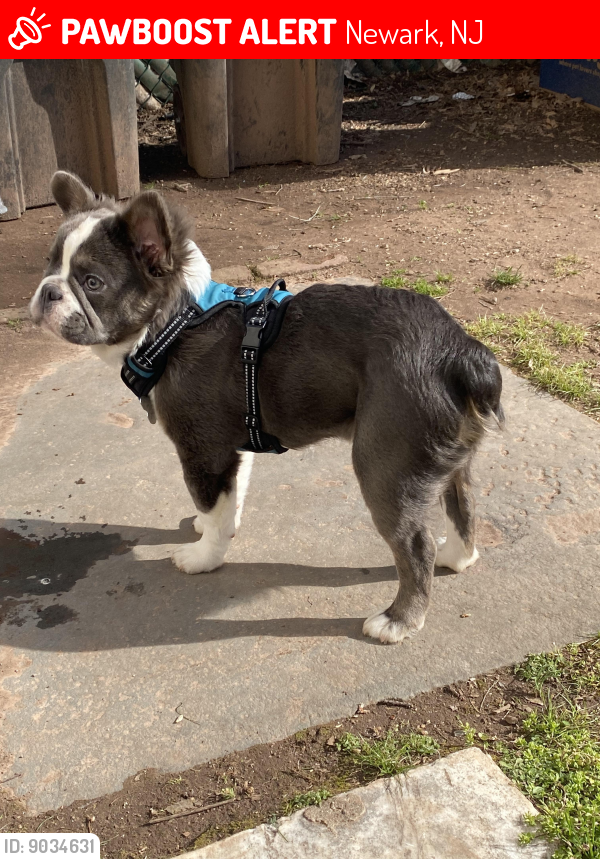 Newark, NJ Lost Male Dog, Enzo Is Missing | PawBoost