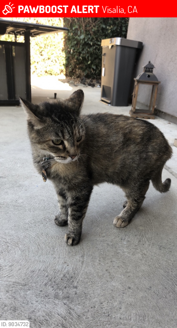 Visalia, CA Lost Female Cat, Mimi Is Missing | PawBoost