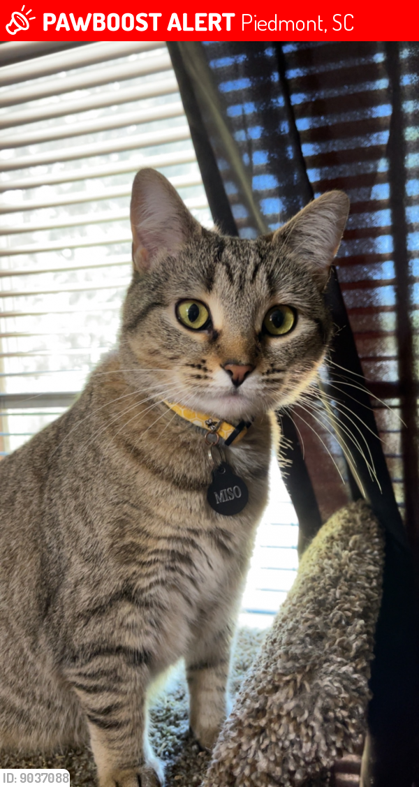 Piedmont, SC Lost Female Cat, Miso Is Missing | PawBoost