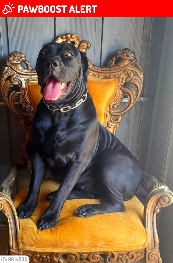 Miami-Dade County, FL Lost Female Dog, Royalty & Max Is Missing | PawBoost