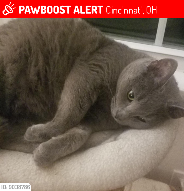Cincinnati, OH Lost Female Cat, Gigi Is Missing | PawBoost