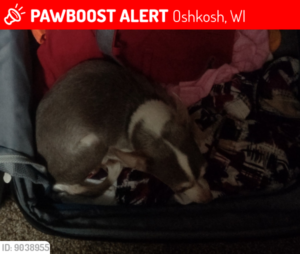 Oshkosh, WI Lost Female Dog, Valentina,nini Is Missing | PawBoost