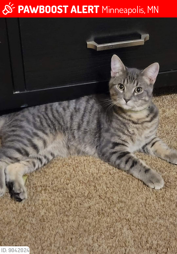 Minneapolis, MN Lost Male Cat, Milo Is Missing | PawBoost