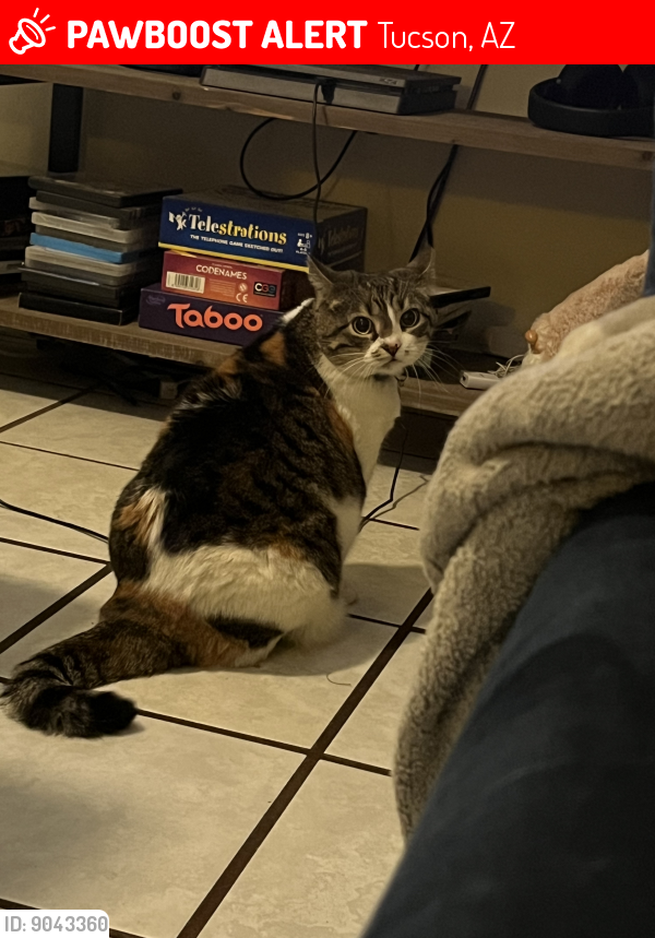 Tucson, AZ Lost Female Cat, Cat Is Missing | PawBoost