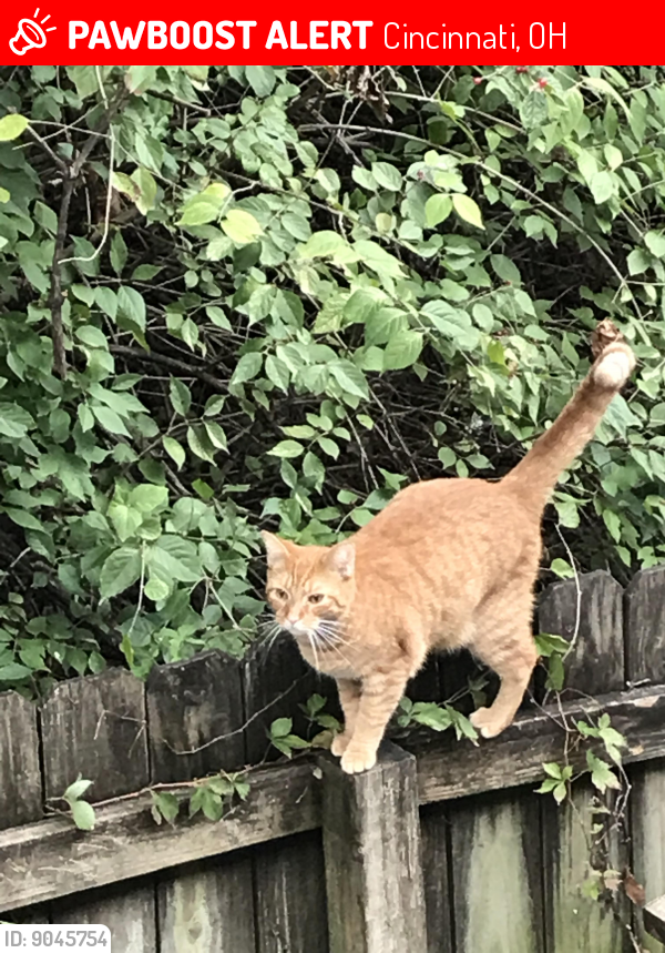 Cincinnati, OH Lost Male Cat, Ollie Is Missing | PawBoost