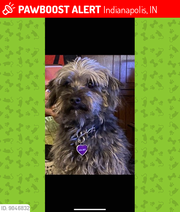 Indianapolis, IN Lost Female Dog, Lilbit Is Missing | PawBoost