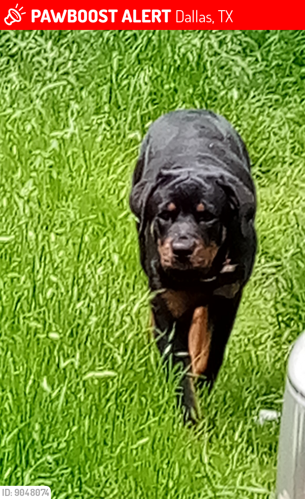 Dallas, TX Lost Female Dog, Bella Is Missing | PawBoost