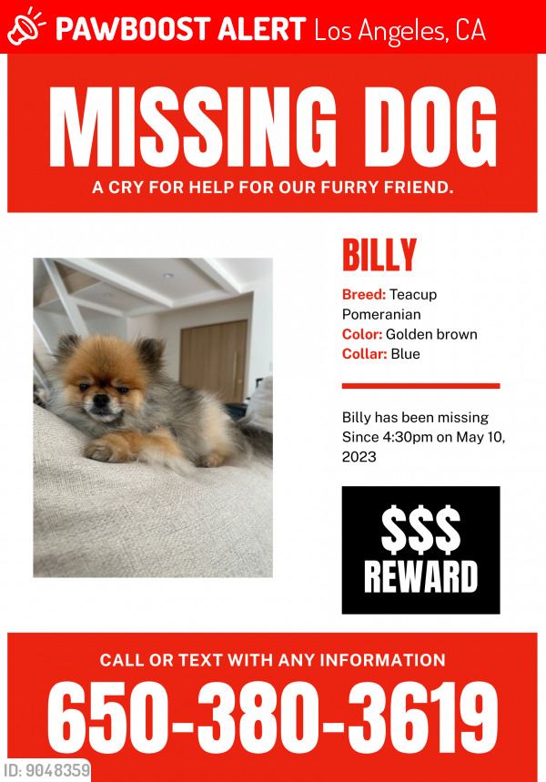 Los Angeles, CA Lost Male Dog, Billy Is Missing | PawBoost