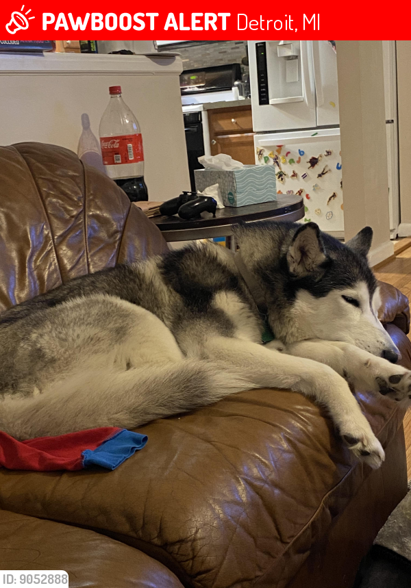 Detroit, MI Lost Female Dog, Hope Is Missing | PawBoost