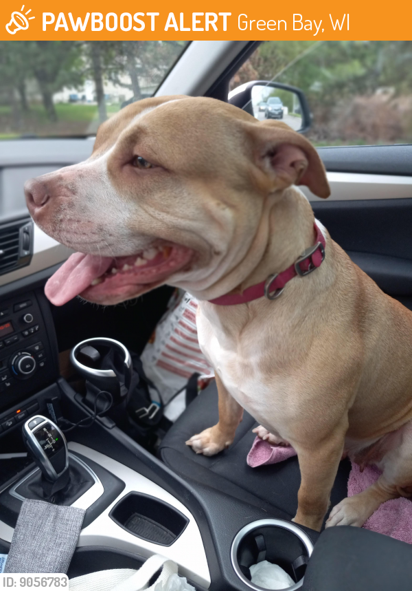 Green Bay, WI Stray Female Dog Found Near Walnut St. E Green Bay | PawBoost