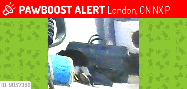 London, ON Lost Female Cat, Katy Is Missing | PawBoost