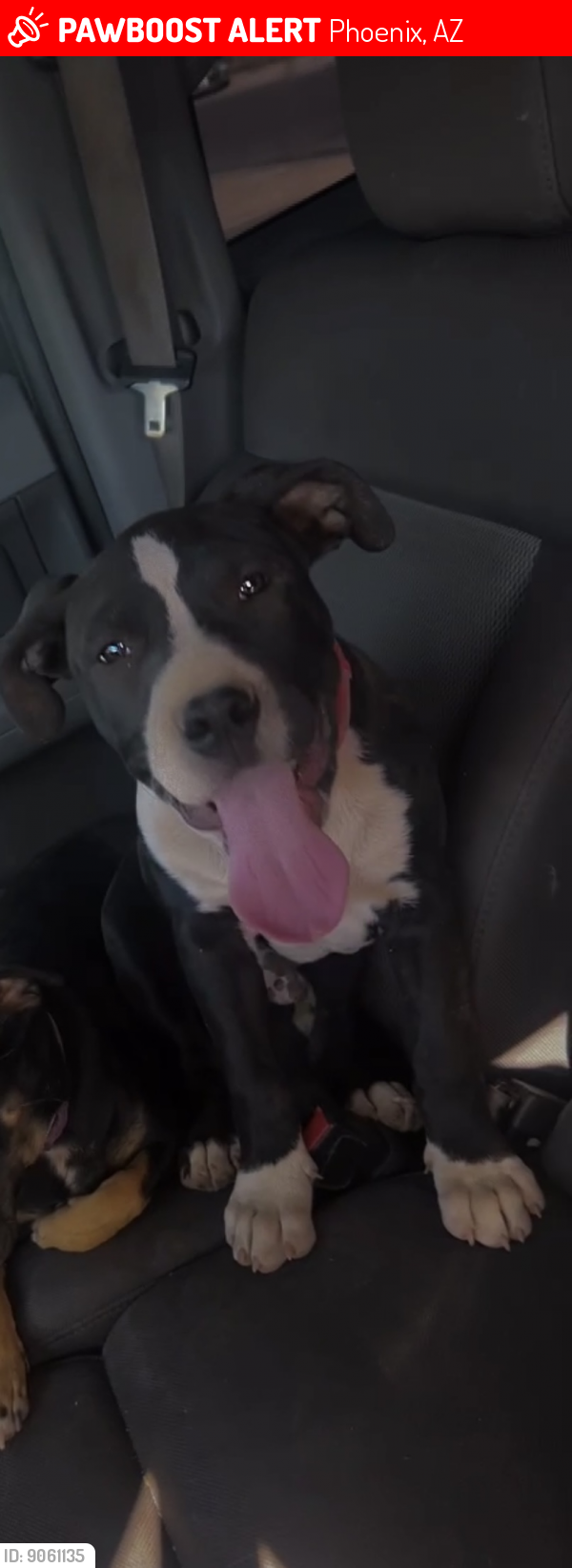 Phoenix, AZ Lost Male Dog, Ram Is Missing | PawBoost