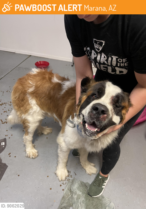 Marana, AZ Stray Male Dog Found Near Tangerine & Thornydale | PawBoost