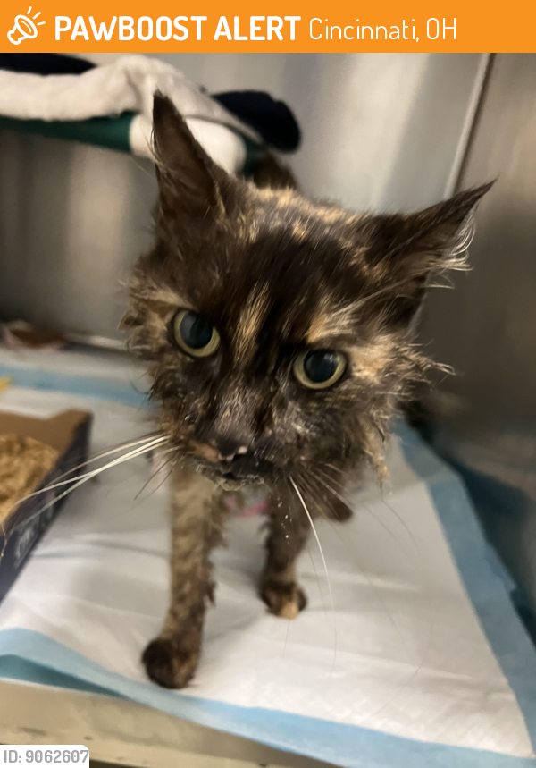 Cincinnati, OH Stray Female Cat Found Near Corner of Windsorhill Drive ...
