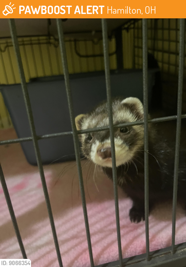 Hamilton, OH Stray Male Ferret Found Near Quapaw | PawBoost