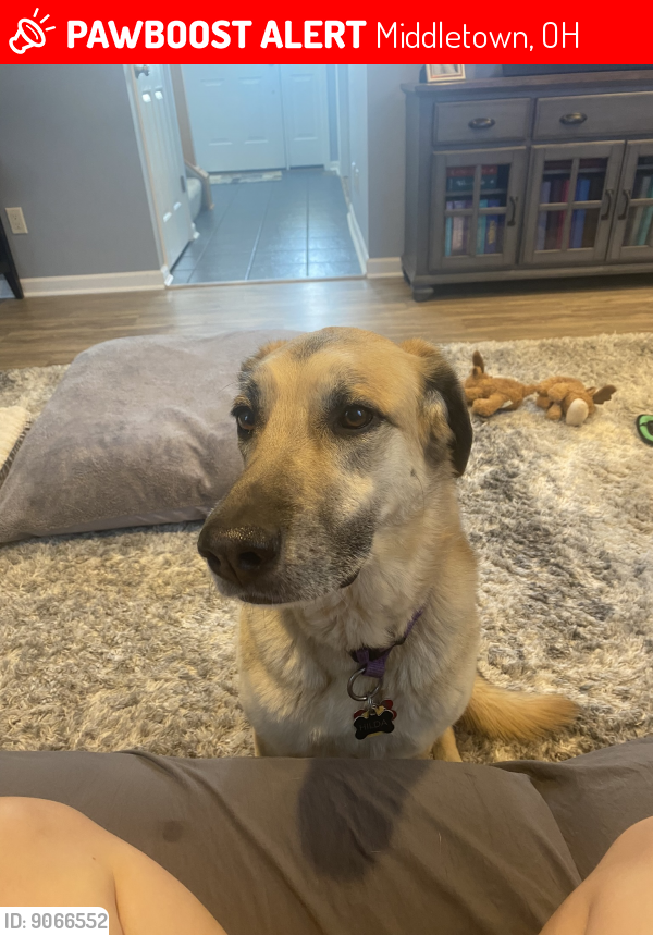 Liberty Township, OH Lost Female Dog, Hilda Is Missing | PawBoost