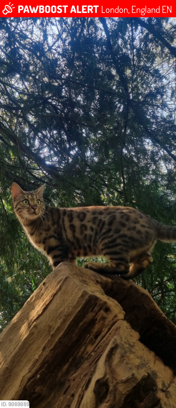 London, England Lost Female Cat, Ariel Is Missing | PawBoost