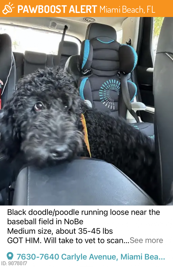 Miami Beach, FL Stray Male Dog Found Near Near Carlyle Ave | PawBoost