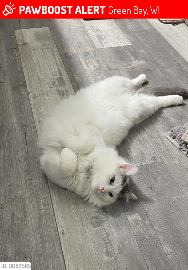 Green Bay, WI Lost Male Cat, Echo Is Missing | PawBoost