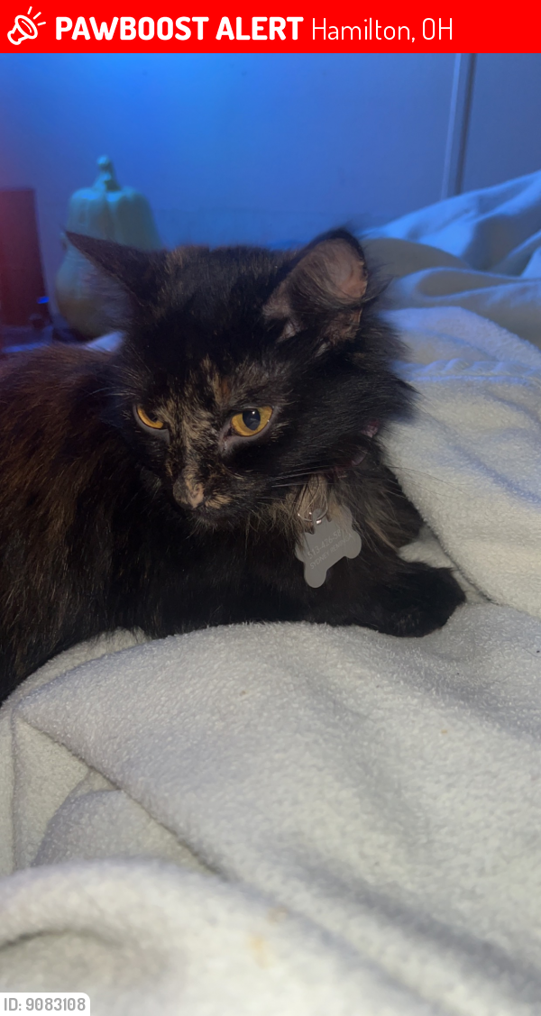 Hamilton, OH Lost Female Cat, Nala Is Missing | PawBoost