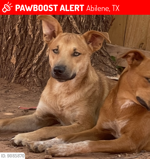Abilene, TX Lost Male Dog, Scooby Is Missing | PawBoost