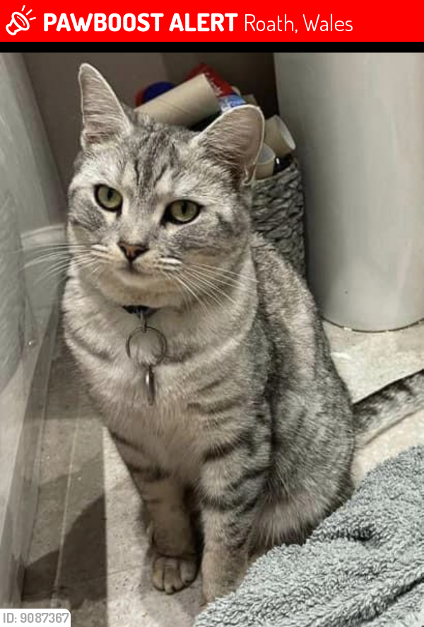 Roath, Wales Lost Male Cat, Gus Is Missing | PawBoost