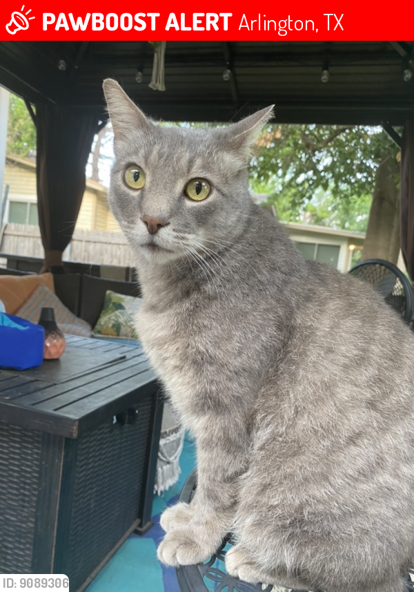 Arlington, TX Lost Male Cat, Loki Is Missing | PawBoost